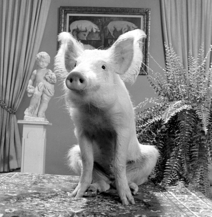 My Three Sons -CBS Radford – Phantom of the Backlots